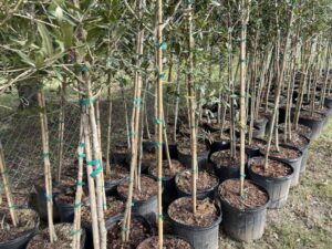 2024 Live Oak Tree Planting w/Restore Grand Isle – Restore or Retreat, Inc.